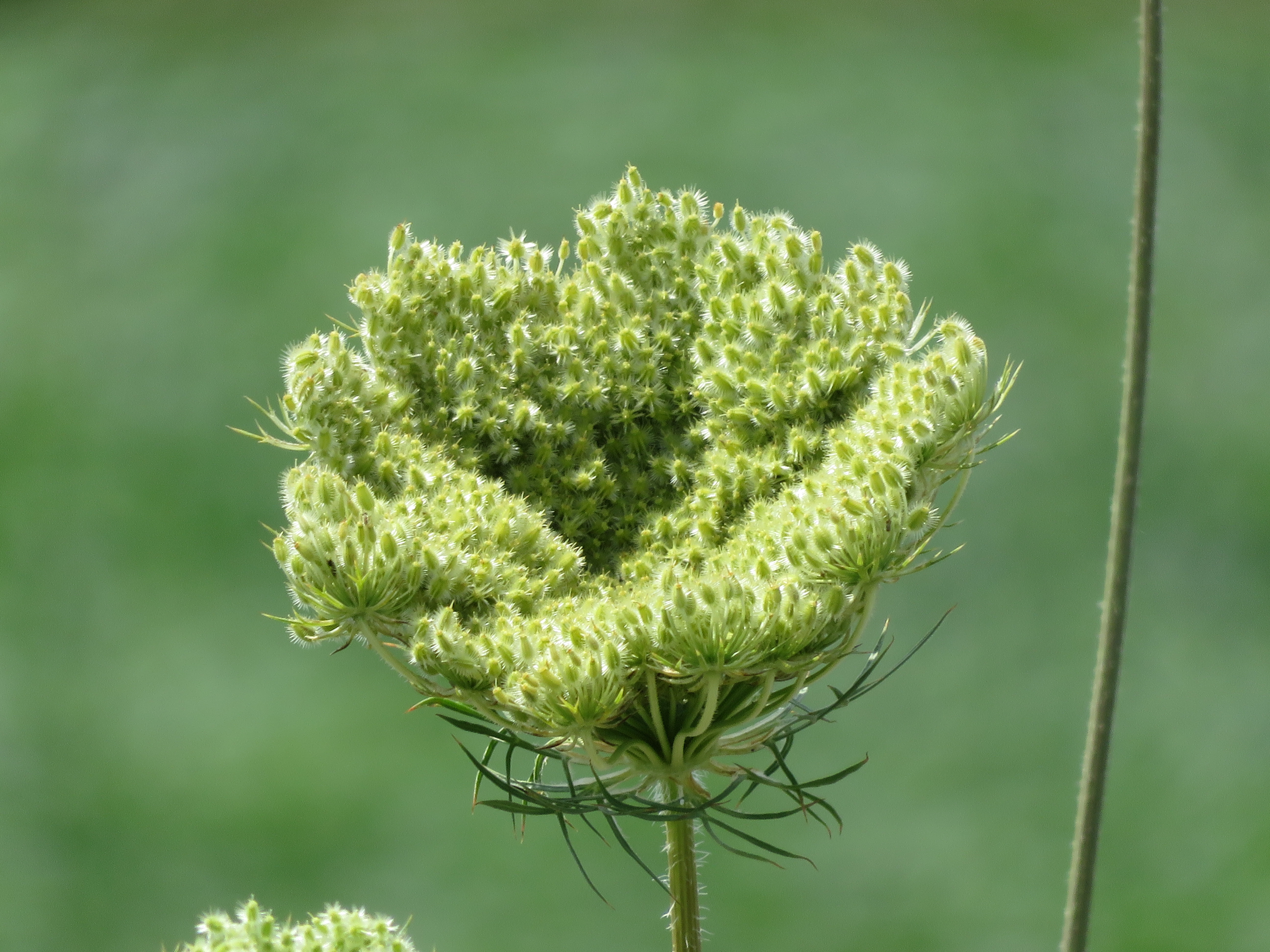 Bren’s Bouquet – Love in the Spaces