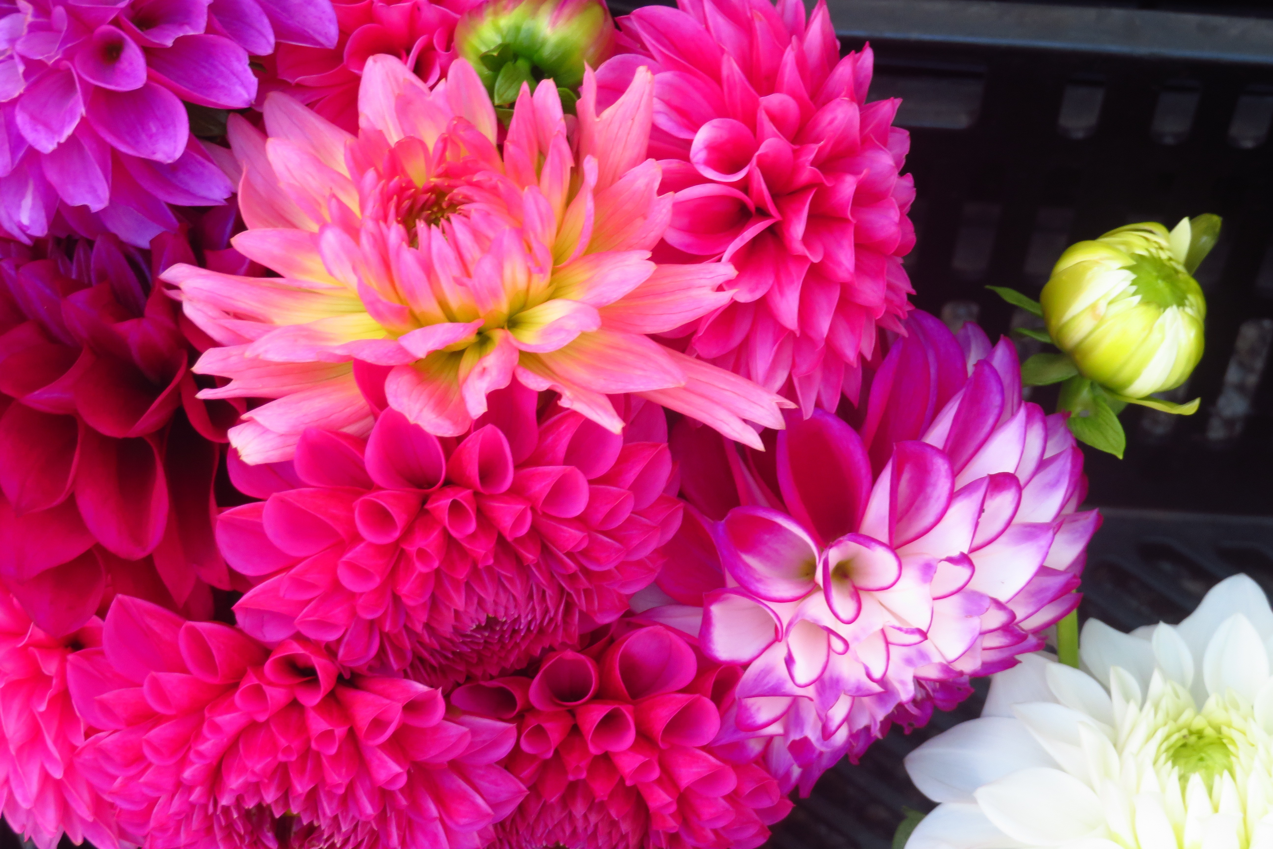 Bren’s Bouquet – Love in the Spaces